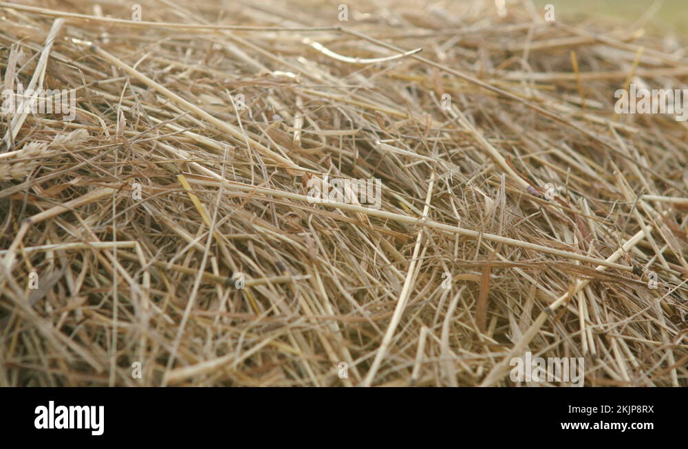Harvesting hayloft Stock Videos & Footage - HD and 4K Video Clips - Alamy