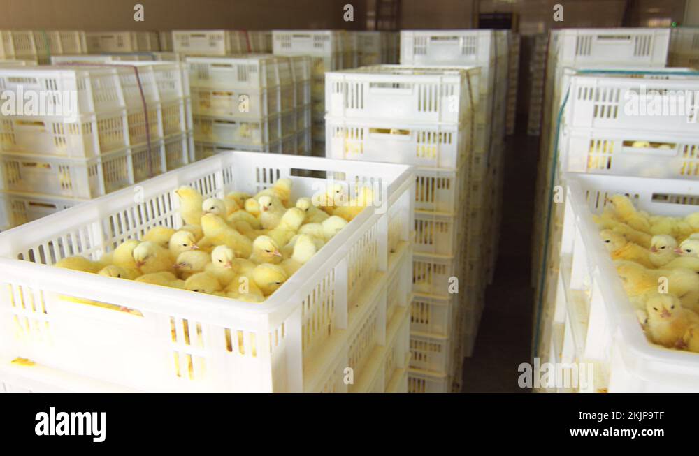 Chickens transportation Stock Videos & Footage - HD and 4K Video Clips ...