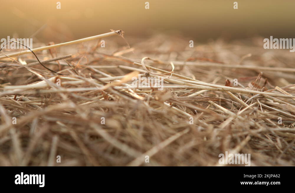 Hay texture background Stock Videos & Footage - HD and 4K Video Clips ...