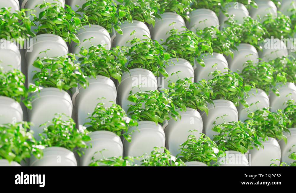 Plantation wall Stock Videos & Footage - HD and 4K Video Clips - Alamy