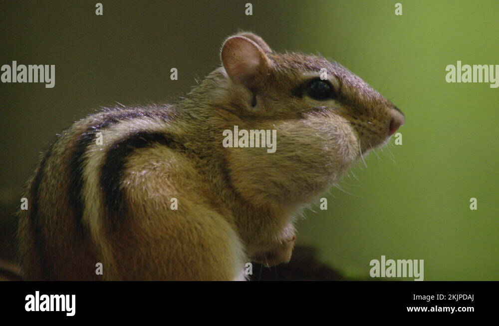 Tamias tamias tamias striatus Stock Videos & Footage - HD and 4K Video ...