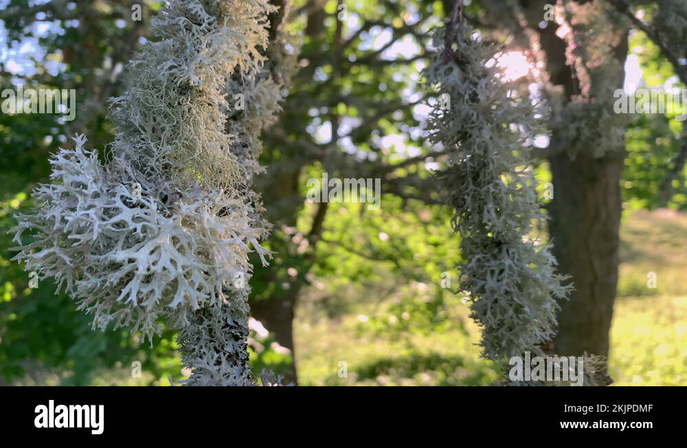 Lichens are not harmful to trees Stock Videos & Footage - HD and 4K ...