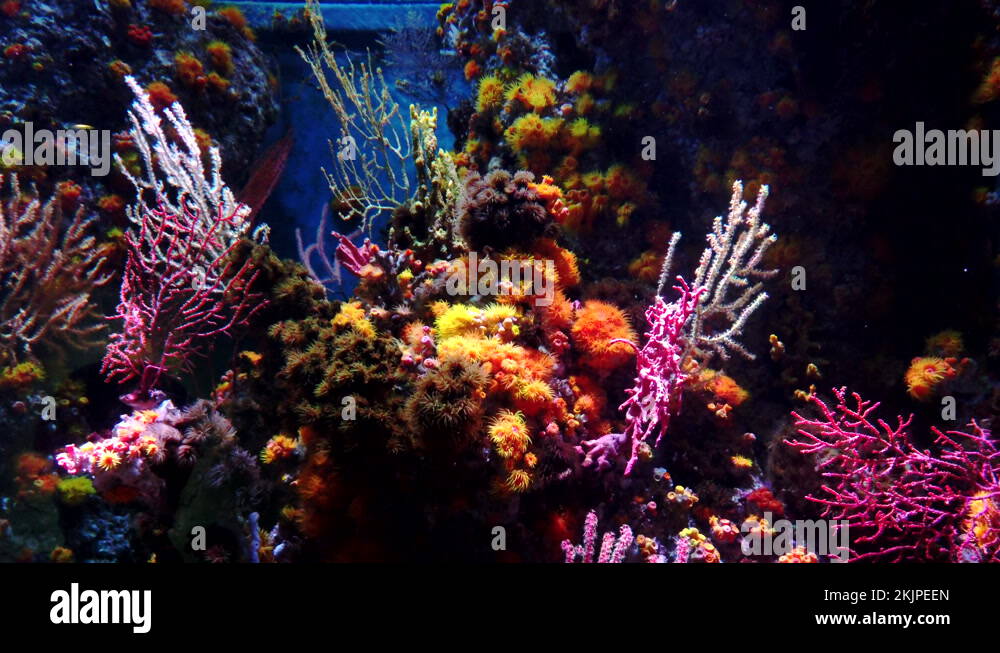 Marine coral reefs Stock Videos & Footage - HD and 4K Video Clips - Alamy
