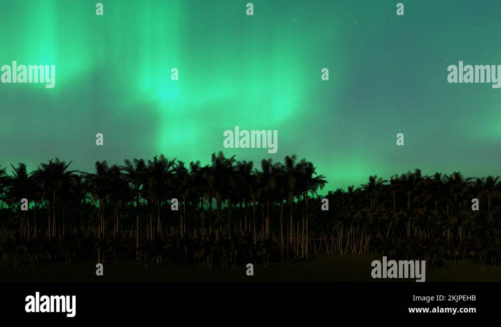 Silhouette palm trees with Aurora borealis or Northern lights on night ...