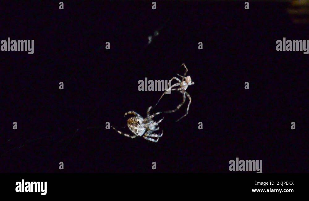 Animal coupling Stock Videos & Footage - HD and 4K Video Clips - Alamy