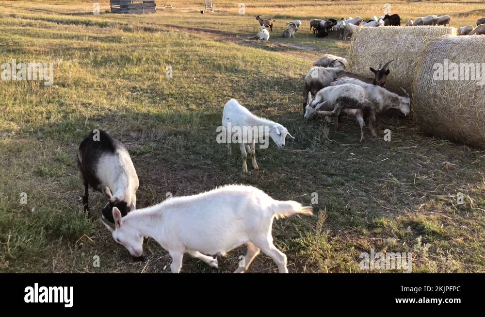 Mating goats Stock Videos & Footage - HD and 4K Video Clips - Alamy