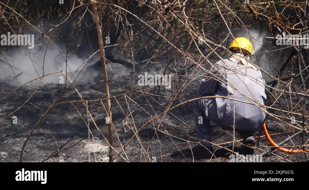Fireman Extinguishing Burning Forest Emergency. Deforestation And Fire ...