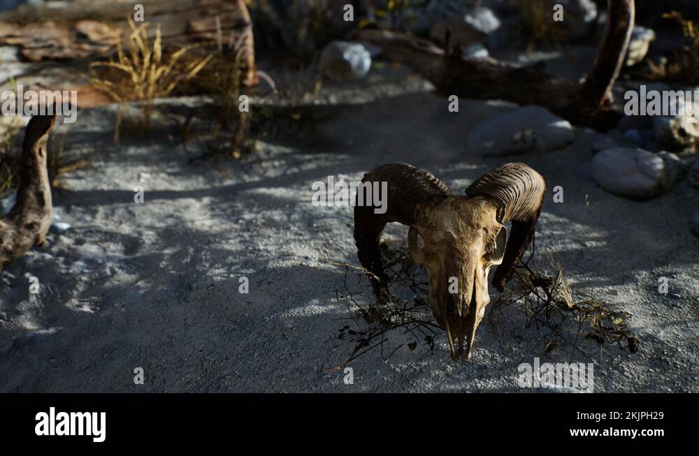 Skull of a dead ram in the desert Stock Video Footage - Alamy
