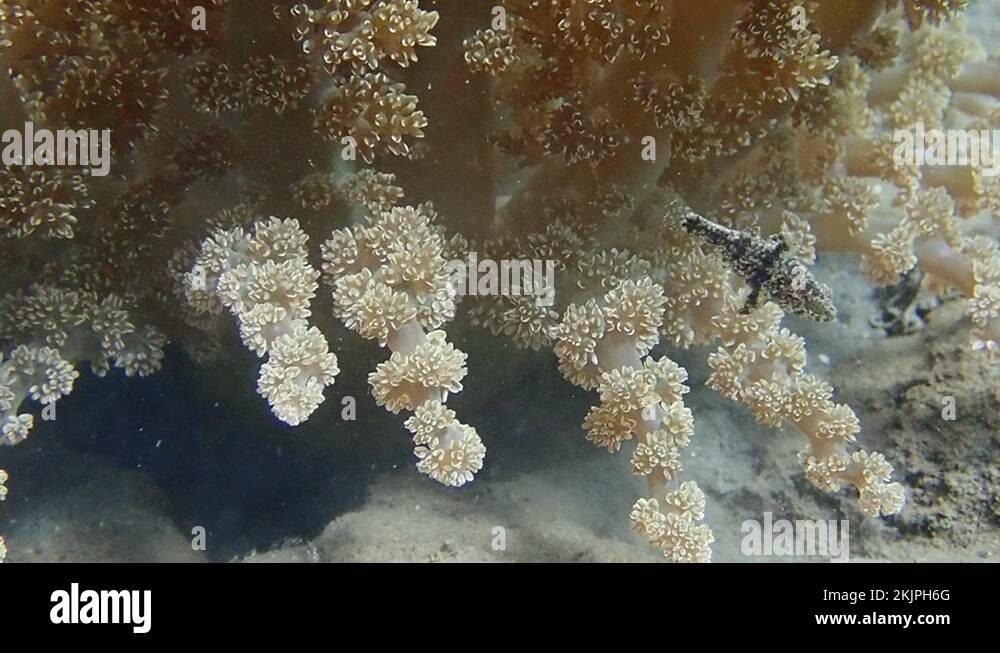 Little fish floating in front of the coral in Papua New Guinea Stock ...