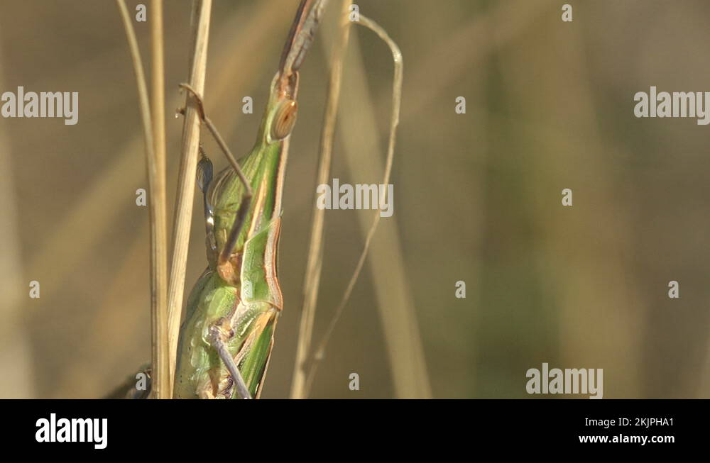 Insect camouflage Stock Videos & Footage - HD and 4K Video Clips - Alamy