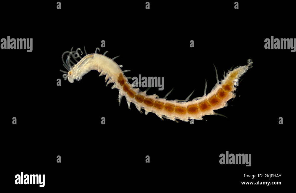 worm Polychaeta under a microscope, Syllidae family, differs in others ...