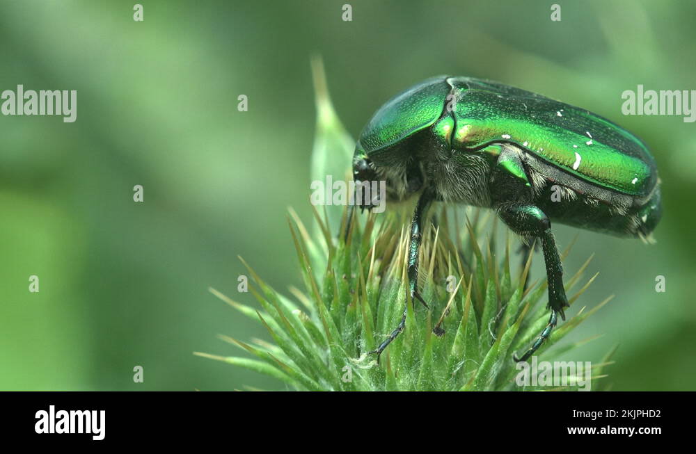 Cotinis nitida, green June beetle, June bug, June beetle, beetle of Scarabaeidae Stock Video ...