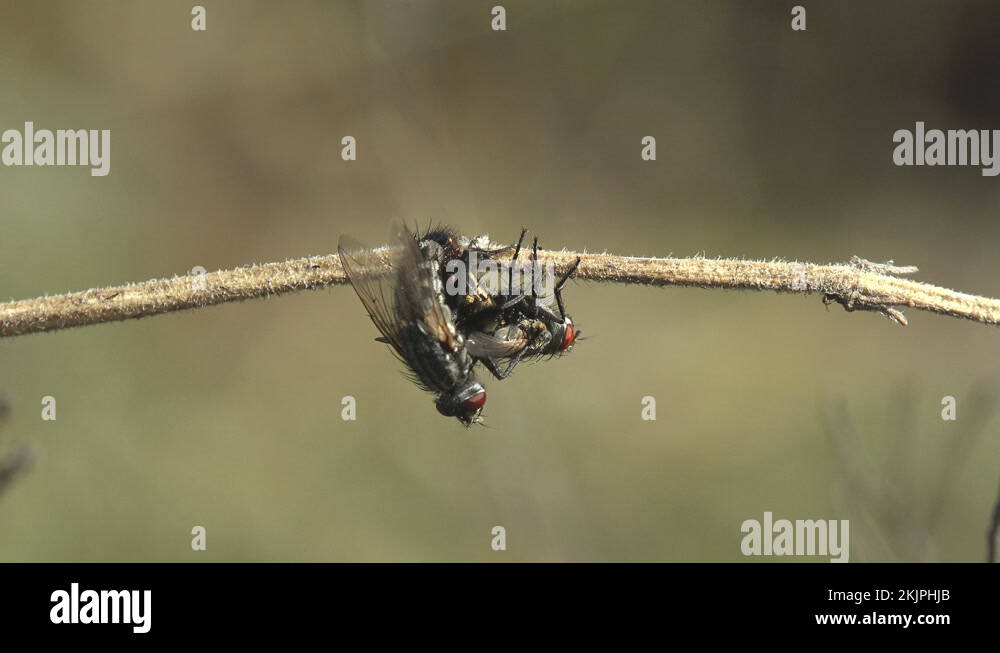 Courtship rituals of insects and Mating. Diptera, Two Tachinidae ...