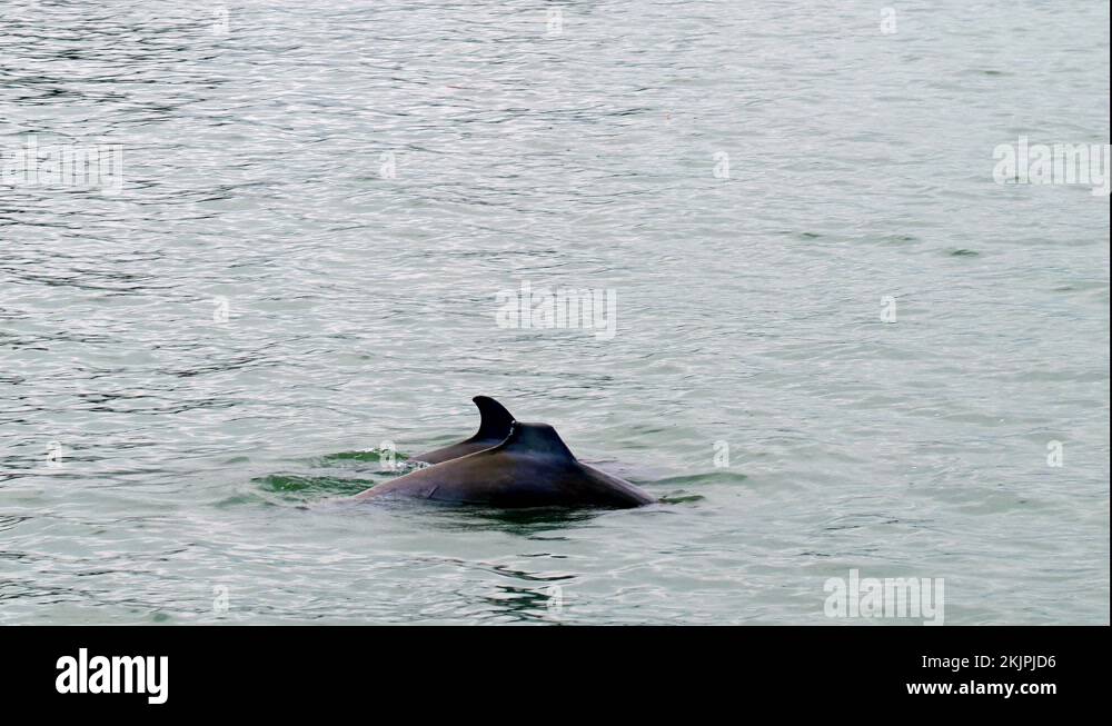 Dolphin fin injury Stock Videos & Footage - HD and 4K Video Clips - Alamy