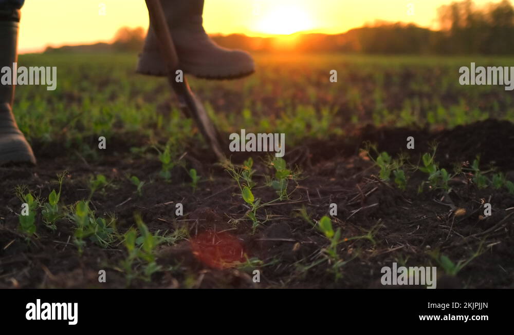 Close-up foot of farmer, worker man digging soil, ground with shovel in ...