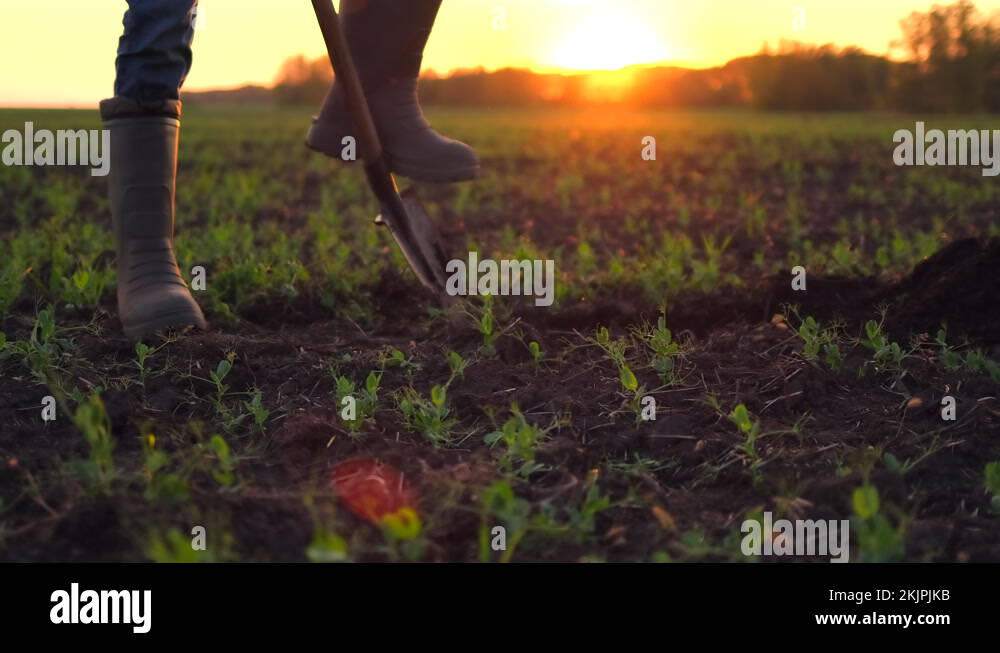 Close-up foot of farmer, worker man digging soil, ground with shovel in ...