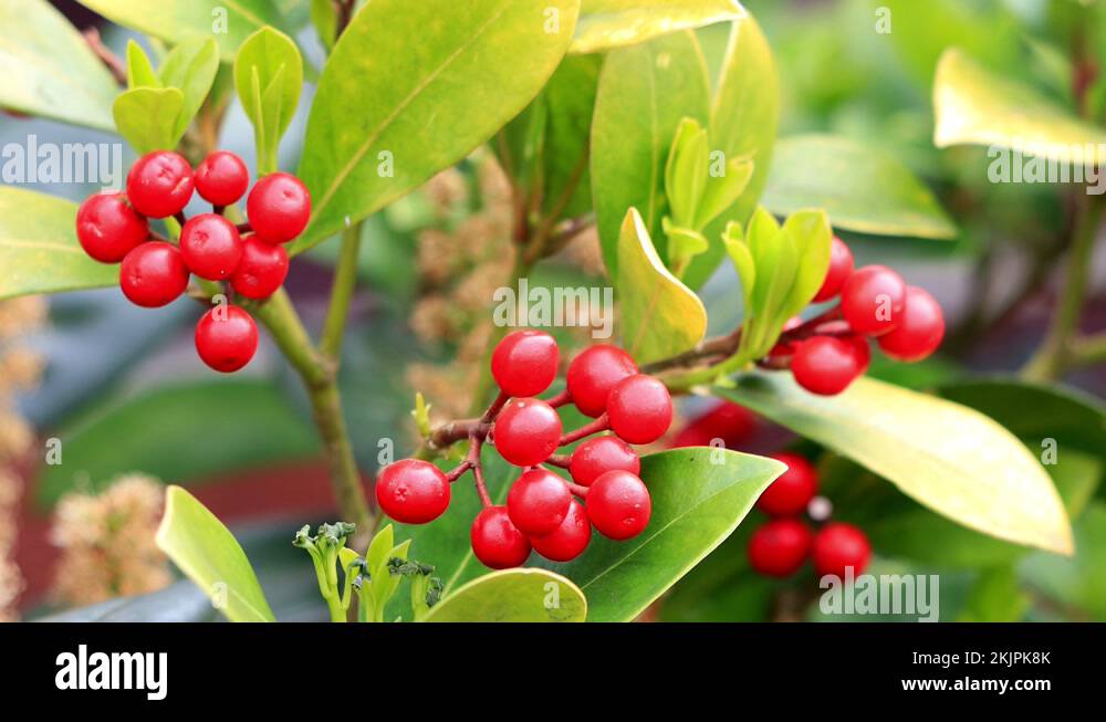 green plant with red berries, skimmia japonica, evergreen shrub Stock ...