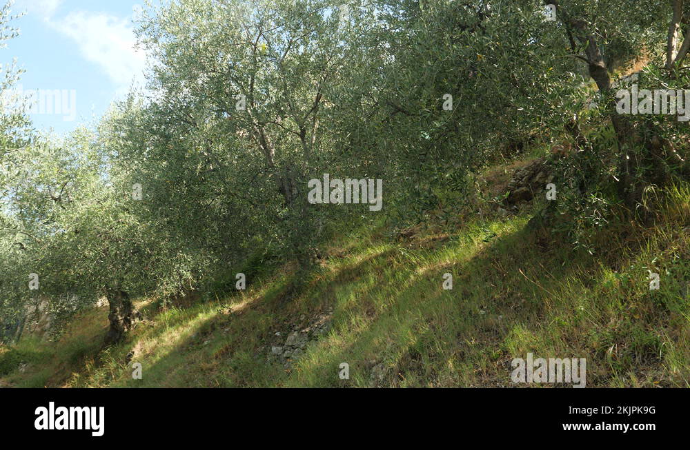 Trees in a slope Stock Videos & Footage - HD and 4K Video Clips - Alamy