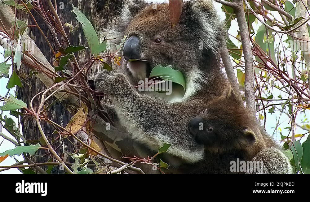 The blue koala Stock Videos & Footage - HD and 4K Video Clips - Alamy