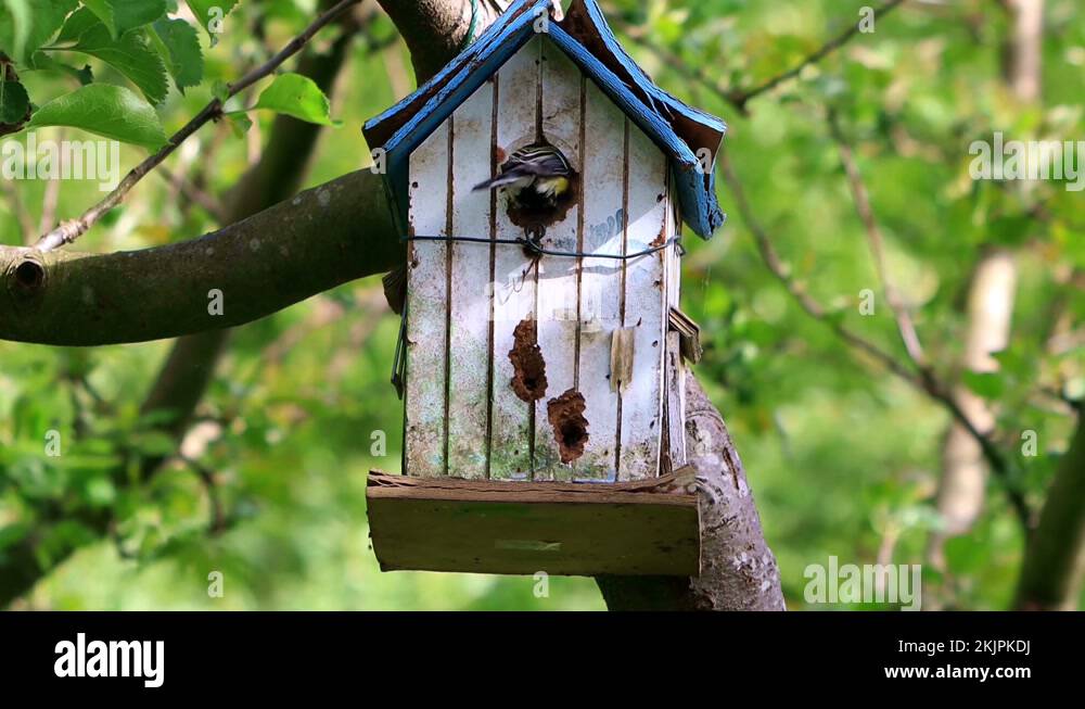 Nesting in wild Stock Videos & Footage - HD and 4K Video Clips - Alamy