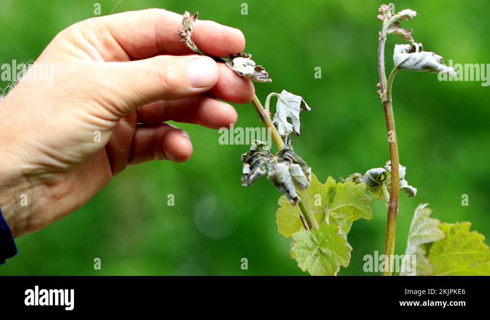 Frost damage flowers Stock Videos & Footage - HD and 4K Video Clips - Alamy