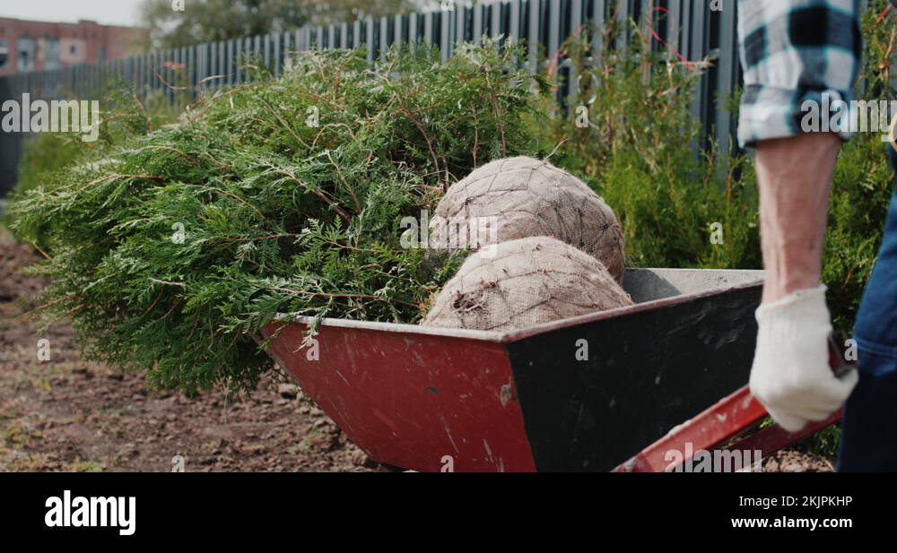 Back view: A man rolls a cart with tui saplings. Planting trees for ...