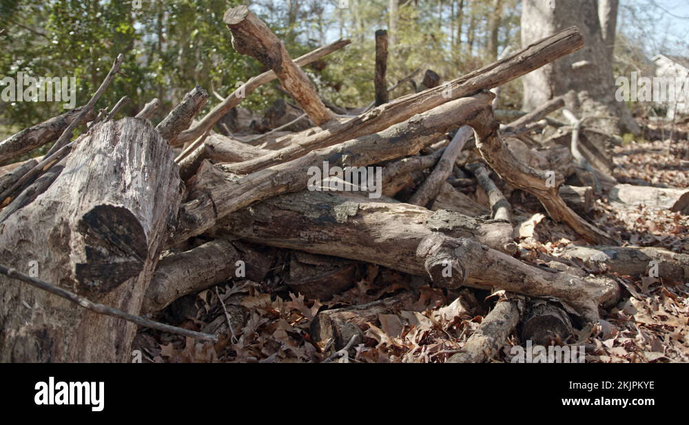 Dry, rotting, tree stumps and branches, dried leaves, bright sunny ...