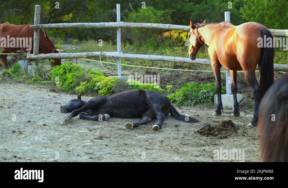 Horses in the stall. Horses are resting in a stall, standing next to ...