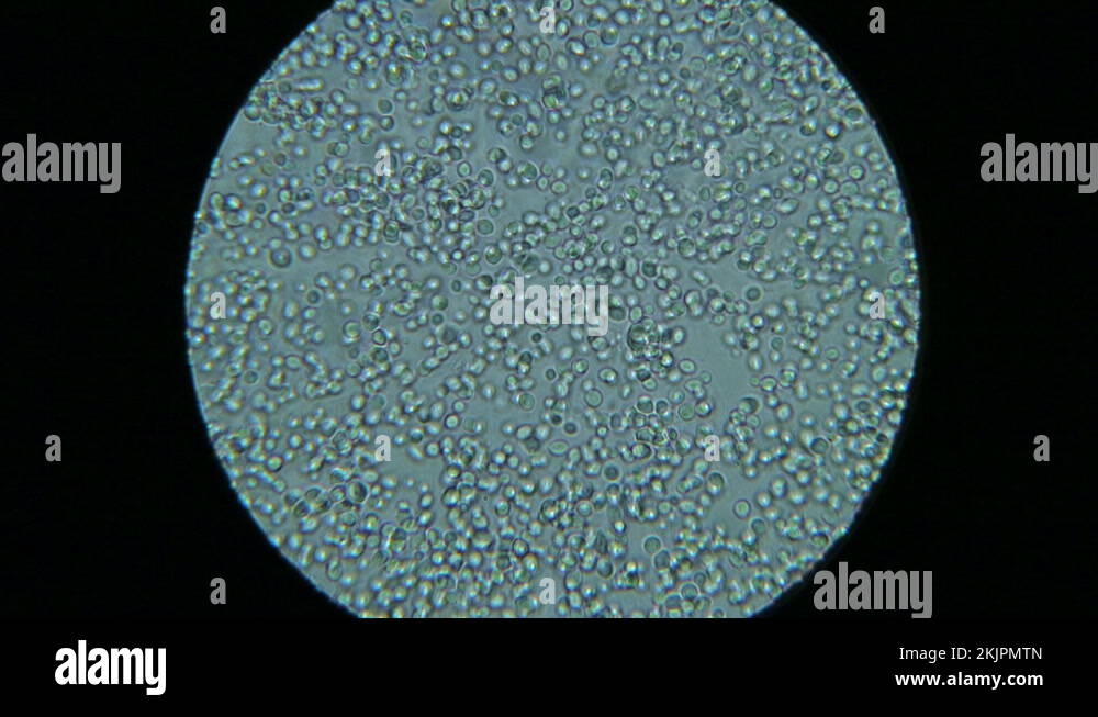 Ethanol fermentation Stock Videos & Footage - HD and 4K Video Clips - Alamy