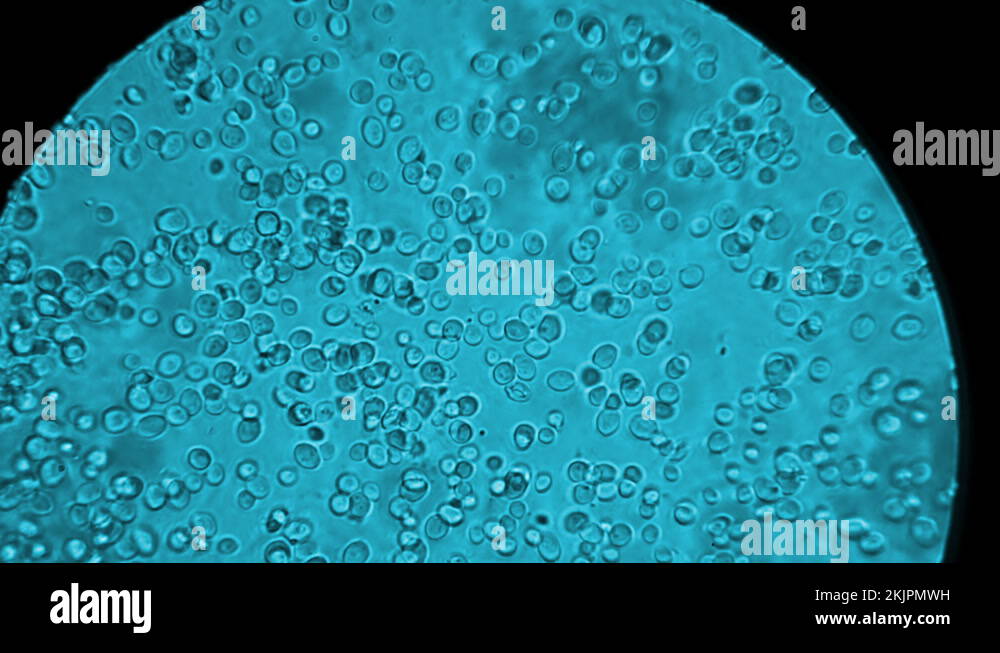 Biofuel production. Fermentation of Ethanol. Live bacteria under a ...