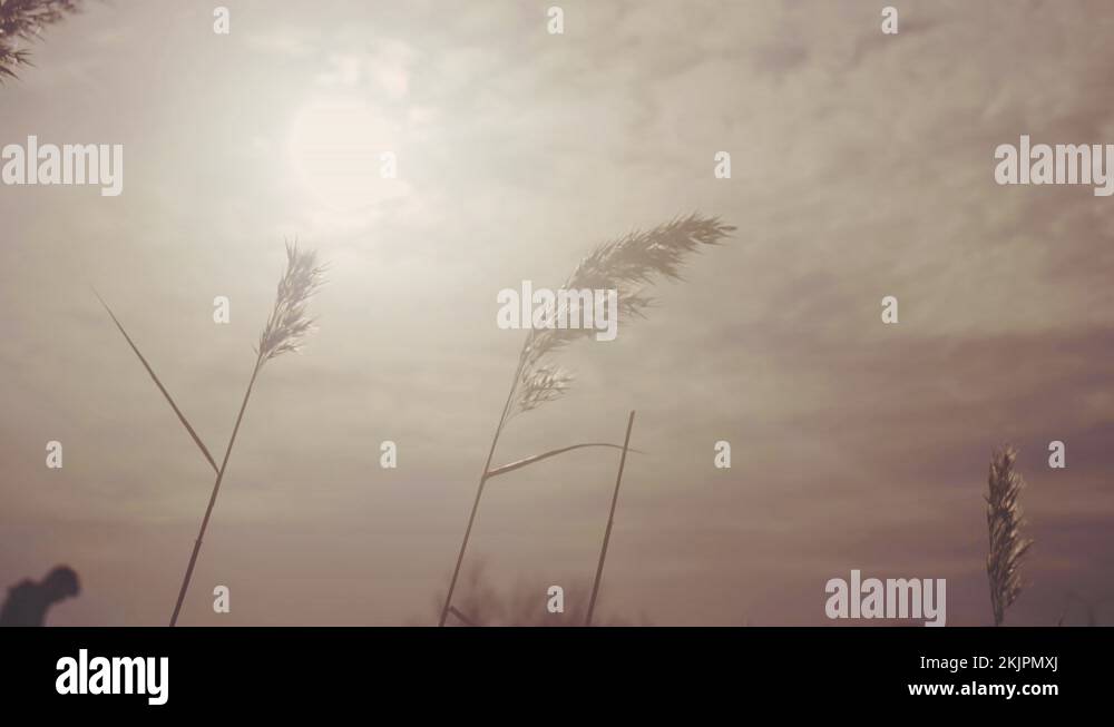 Sepia, Reeds Sway On Wind And Sun Rays.Reed In The Meadow Sways.Wild ...