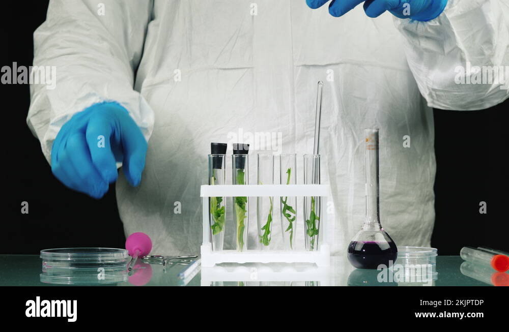 Researcher conducts experiments with plants in the laboratory Stock ...