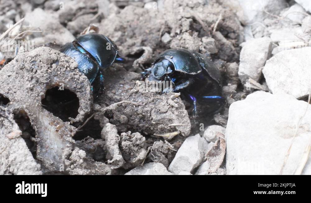 dung beetle, Geotrupidae, beetle, Coleoptera, earth-boring dung beetles ...