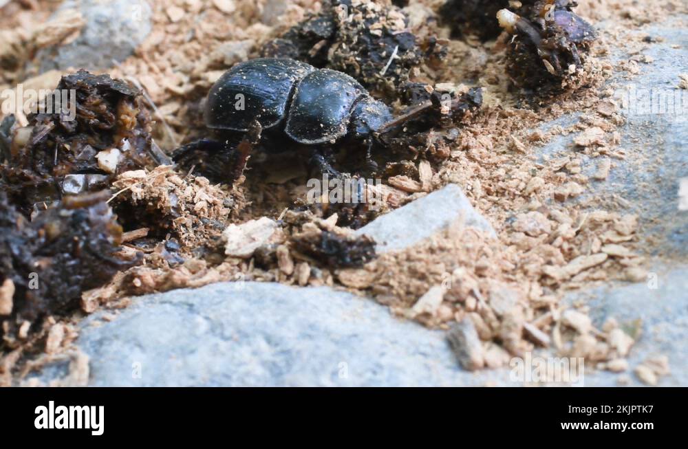 dung beetle, Geotrupidae, beetle, Coleoptera, earth-boring dung beetles ...