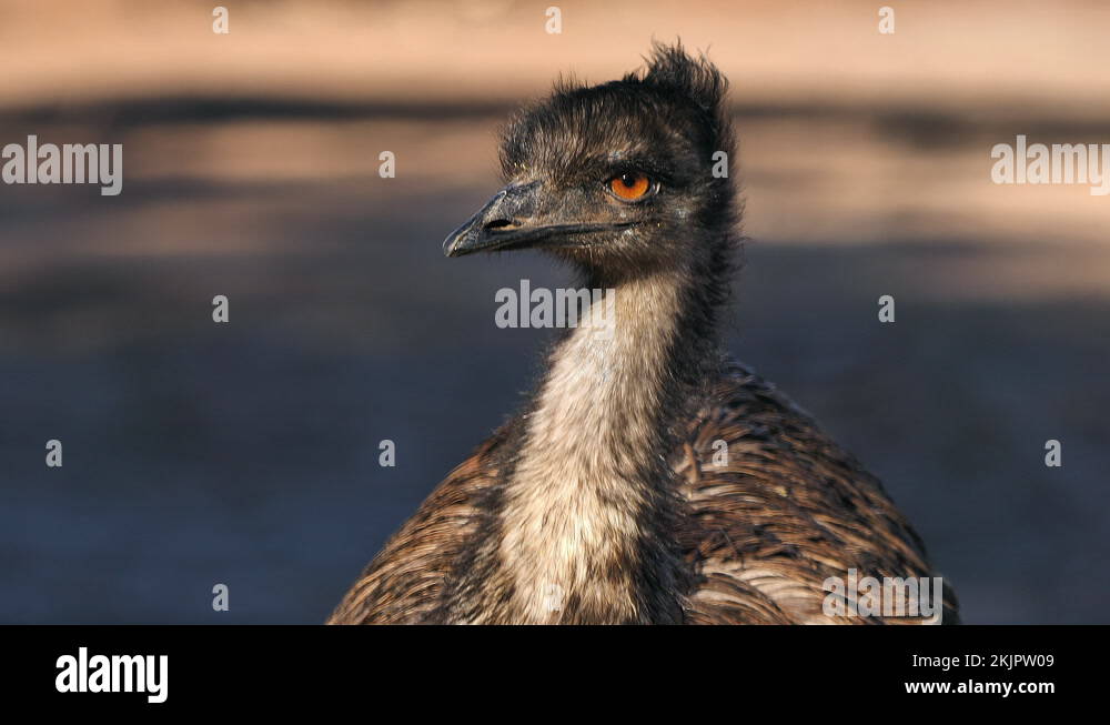 Emu face Stock Videos & Footage - HD and 4K Video Clips - Alamy