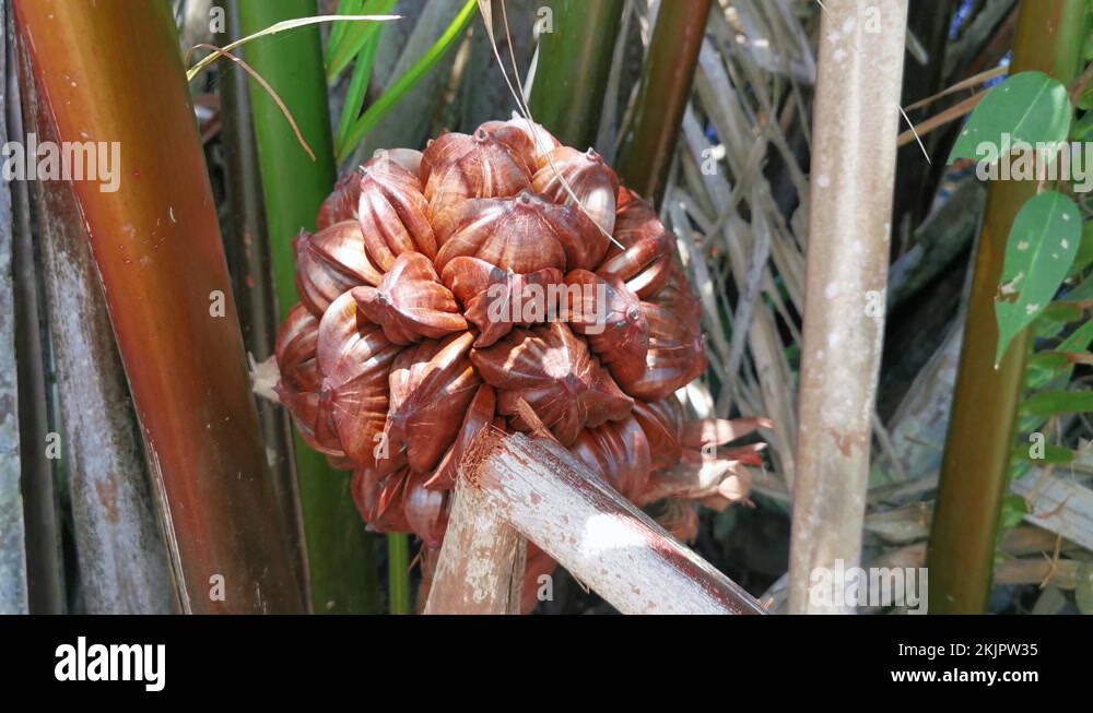 A bunch of mangrove nipa palm (Nipa fruiticana) on a windy day Stock ...