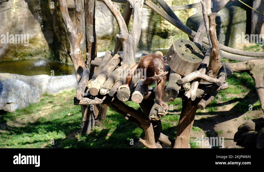 Respect the animals Stock Videos & Footage - HD and 4K Video Clips - Alamy