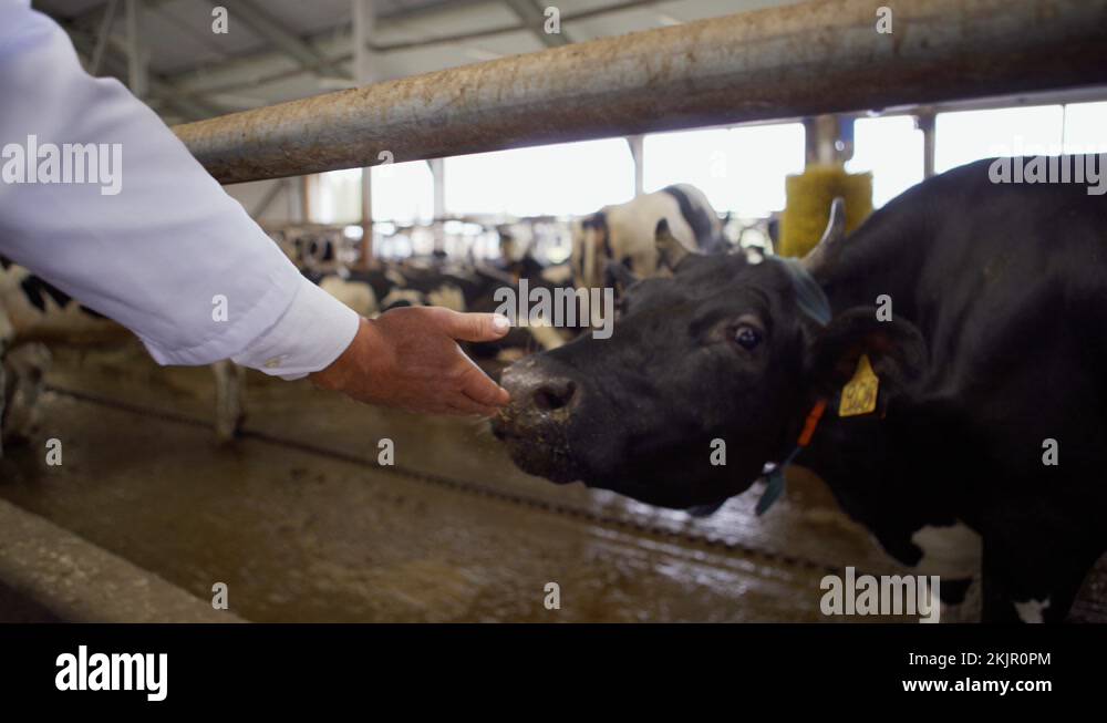 Vet cow Stock Videos & Footage - HD and 4K Video Clips - Alamy