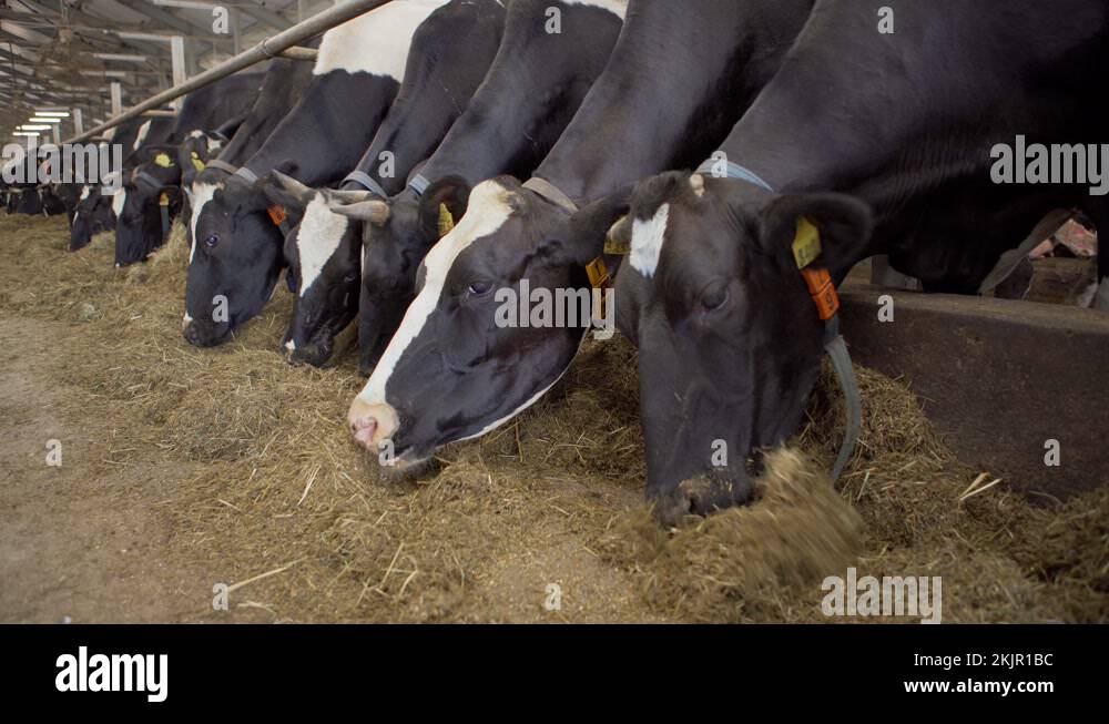 Cows eating hay in farm cowshed Stock Video Footage - Alamy