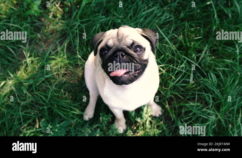 Begging pug Stock Videos & Footage - HD and 4K Video Clips - Alamy