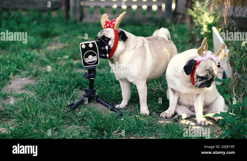 Retro camera. Dogs with horns on their heads posing for a retro movie ...