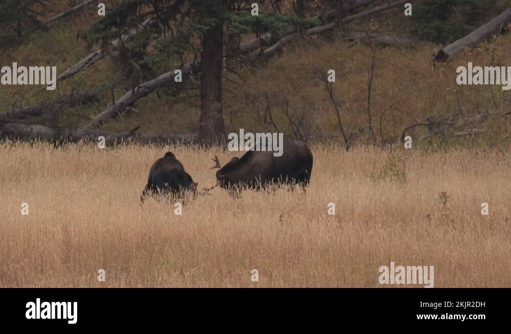 Bull moose fighting Stock Videos & Footage - HD and 4K Video Clips - Alamy