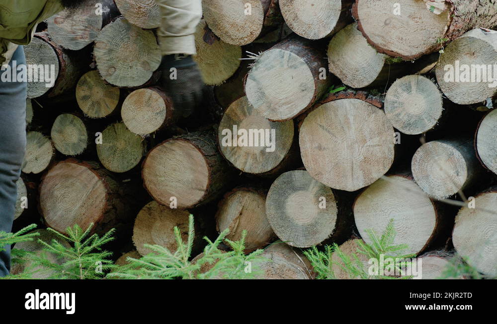 A gloved hand touching and adjusting a stack of pine logs in the forest ...