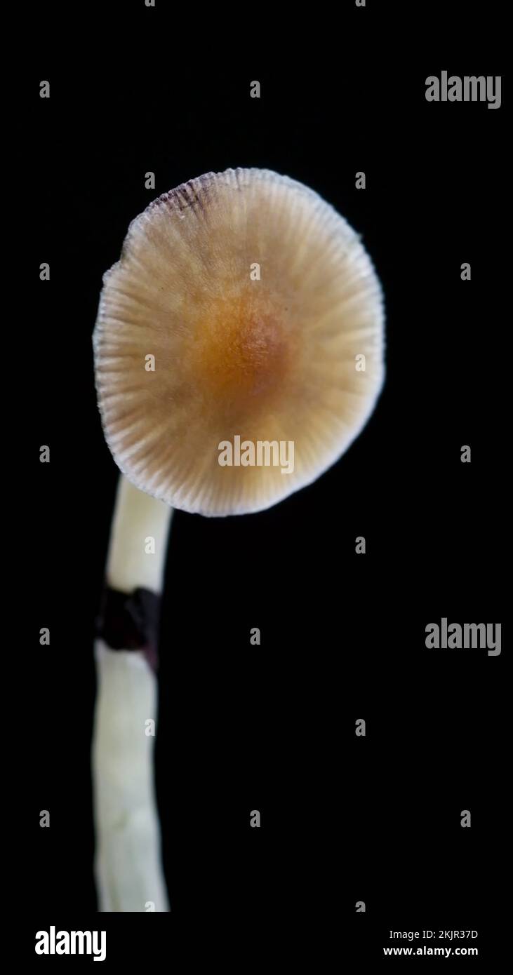 Psilocybe cubensis mushroom Stock Videos & Footage - HD and 4K Video ...