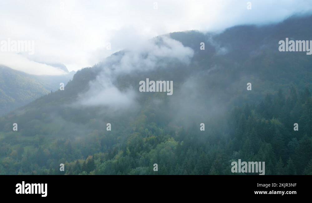 Flying through mist and clouds in mountain forest of fir and spruce ...