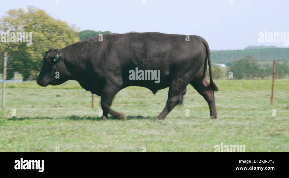 Angus the bull Stock Videos & Footage - HD and 4K Video Clips - Alamy