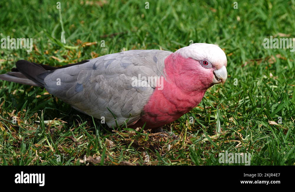 Galah Stock Videos & Footage - HD and 4K Video Clips - Alamy
