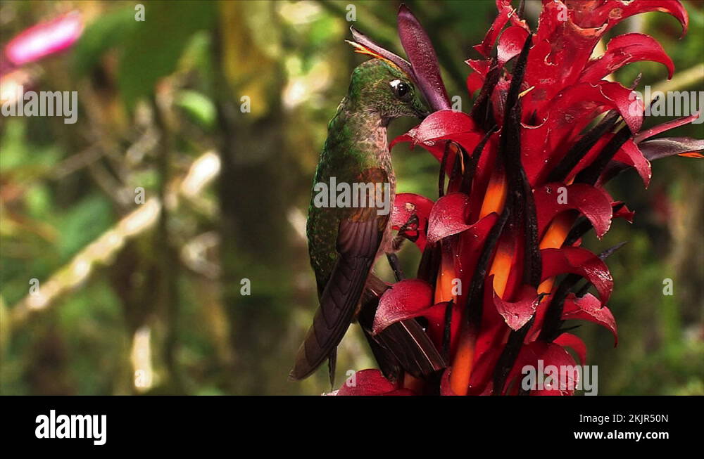 Ecuador fan Stock Videos & Footage - HD and 4K Video Clips - Alamy