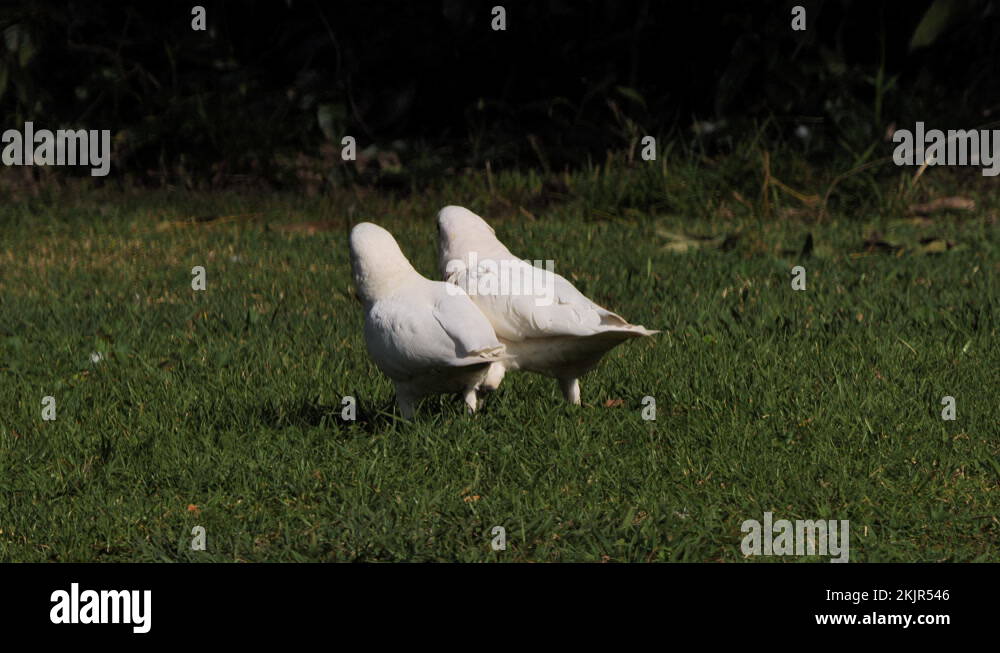 Couple mating Stock Videos & Footage - HD and 4K Video Clips - Alamy