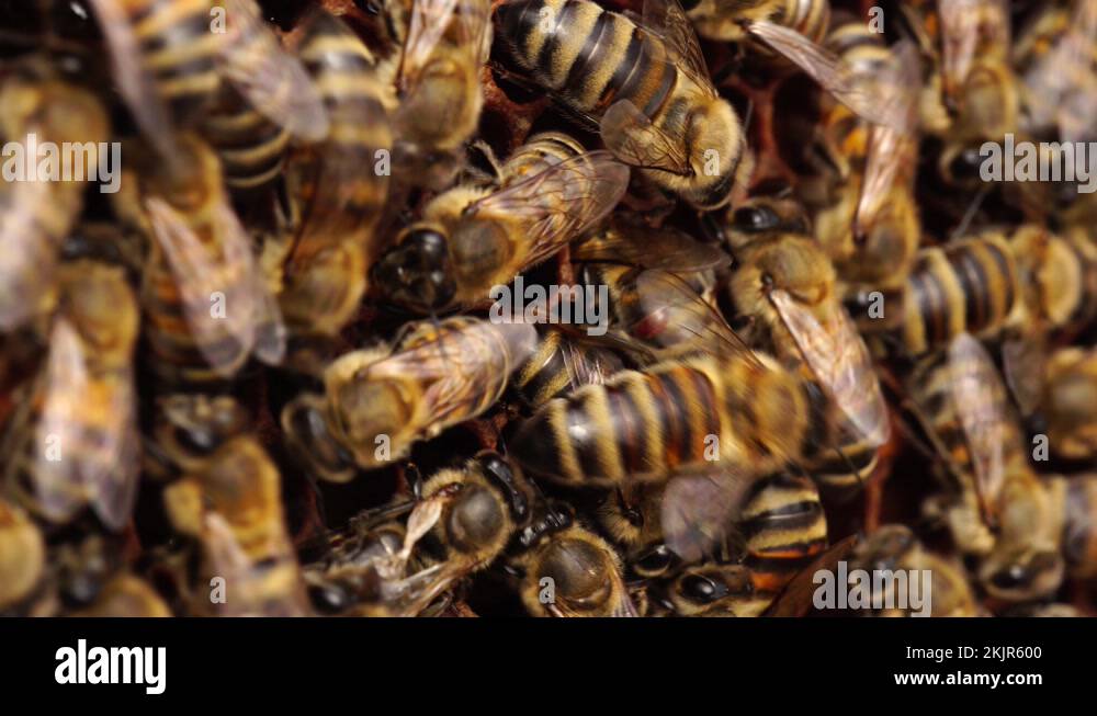 honeybees on their honeycomb. Capped brood and Varroa mite, Varroosis ...